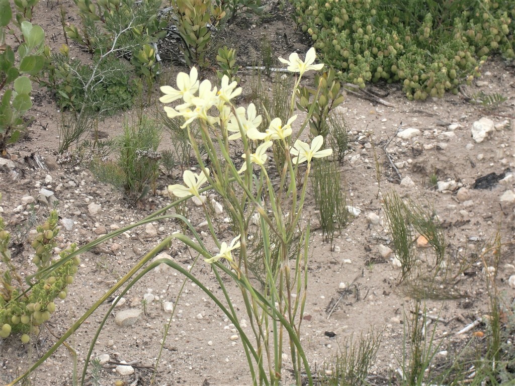 Two-leaved Cape tulip from Still Bay East, Still Bay, 6674, South ...