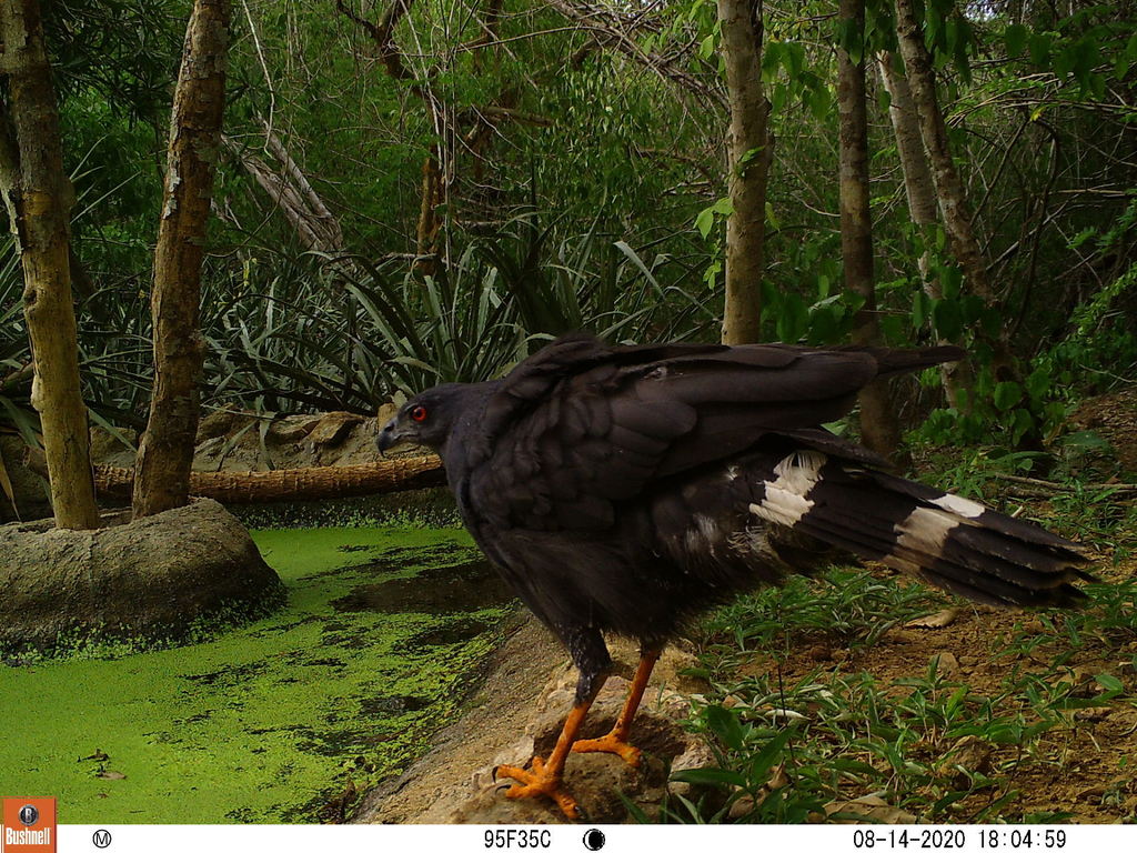 Crane Hawk from La Huerta, Jal., Mexico on August 14, 2020 at 06:04 PM ...