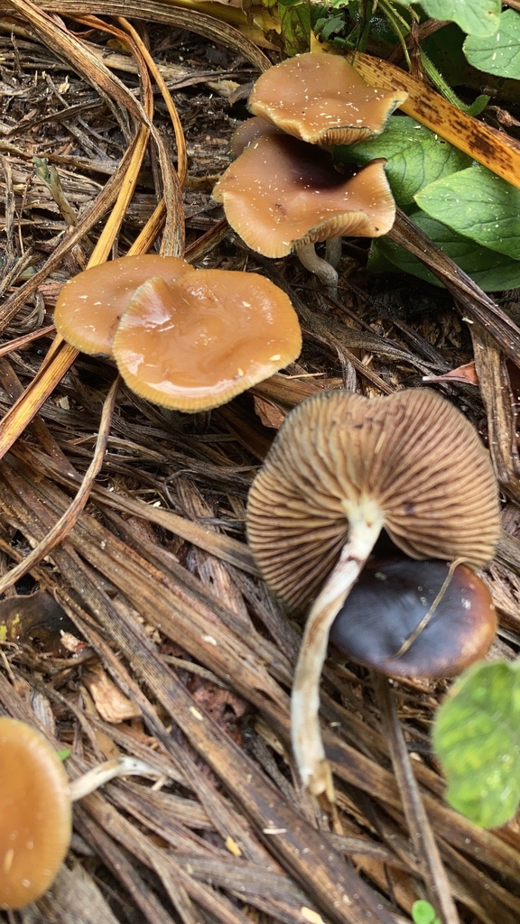 Wavy Cap from Nottawasaga Bay, ON, CA on October 5, 2020 at 02:08 PM by ...