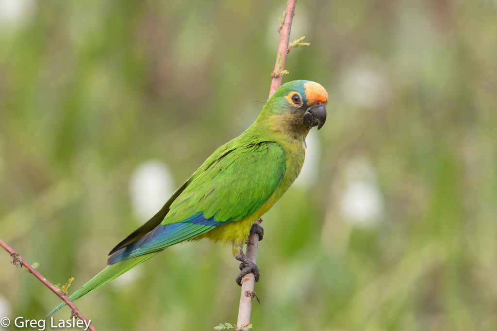 Jandaia-coquinho (Birds of Campo Grande) · iNaturalist