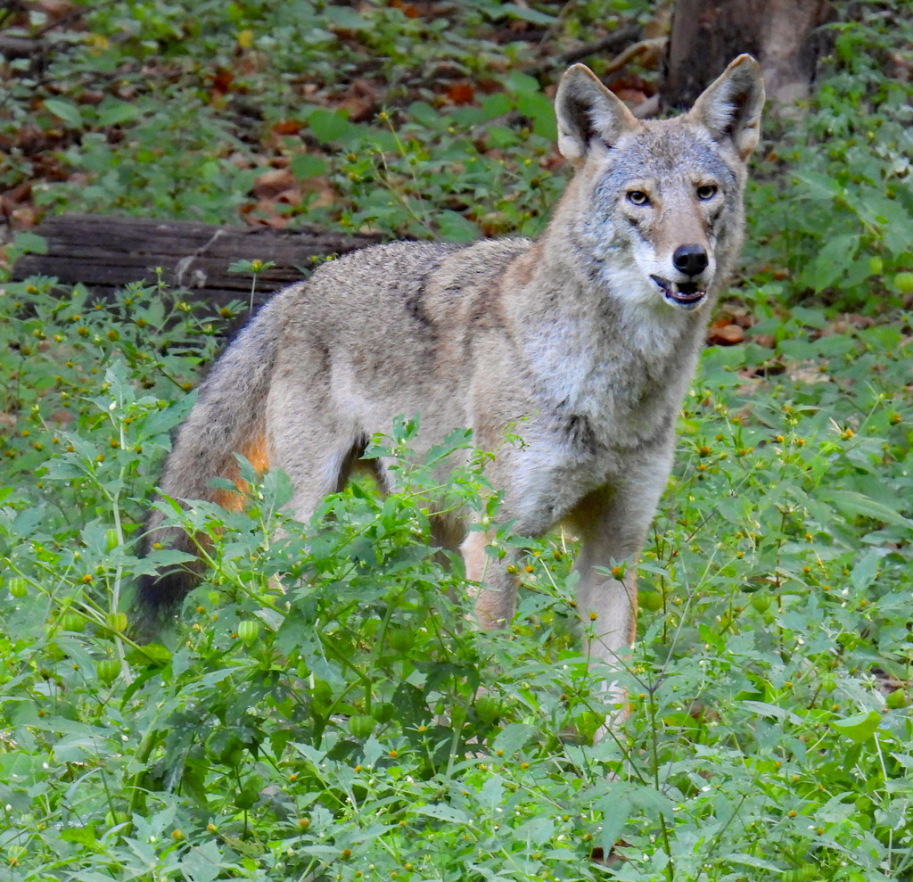 Coyote from Dallas, TX, USA on October 05, 2020 at 08:20 AM by alangann ...