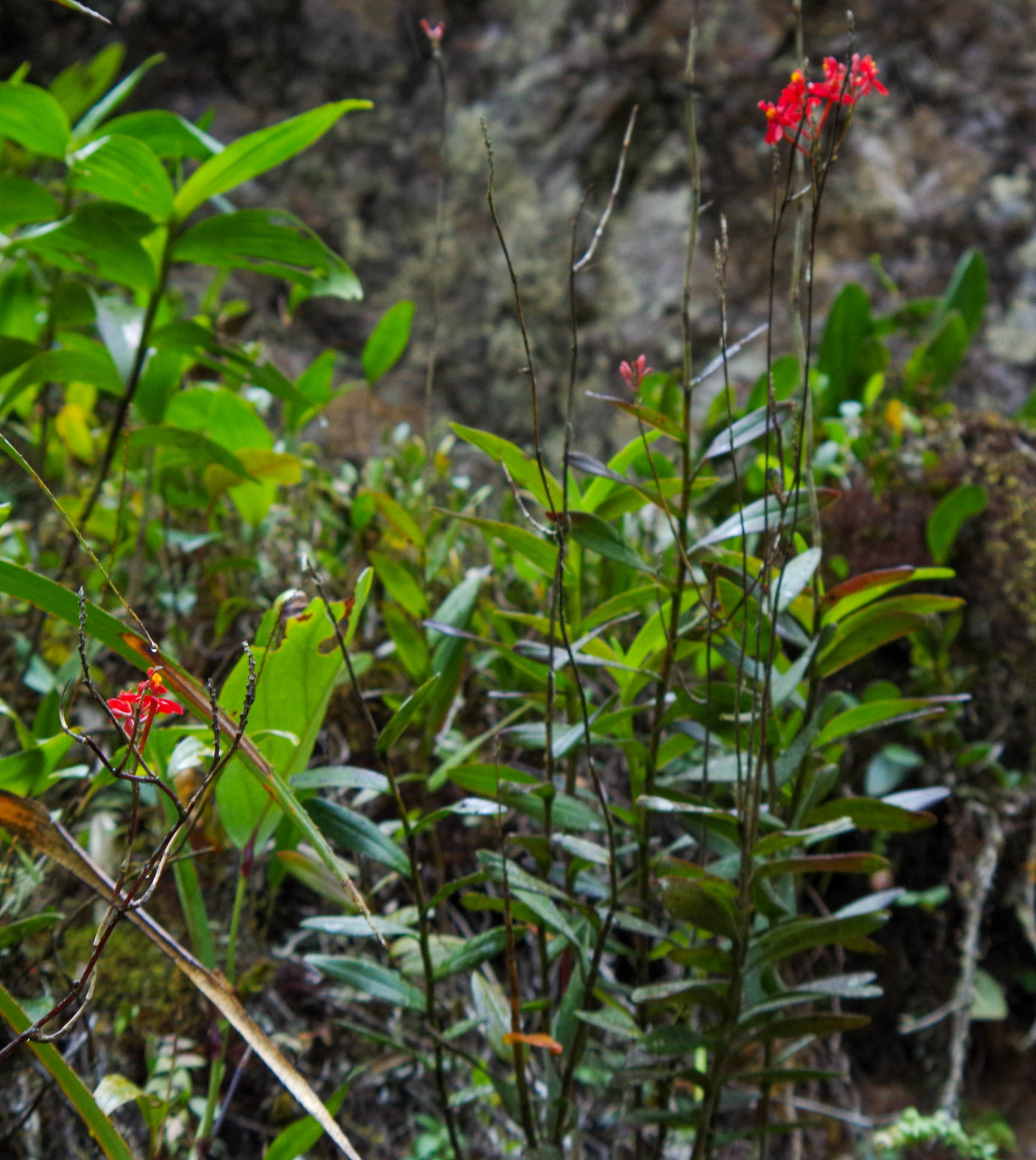 Epidendrum cochlidium Lindl.