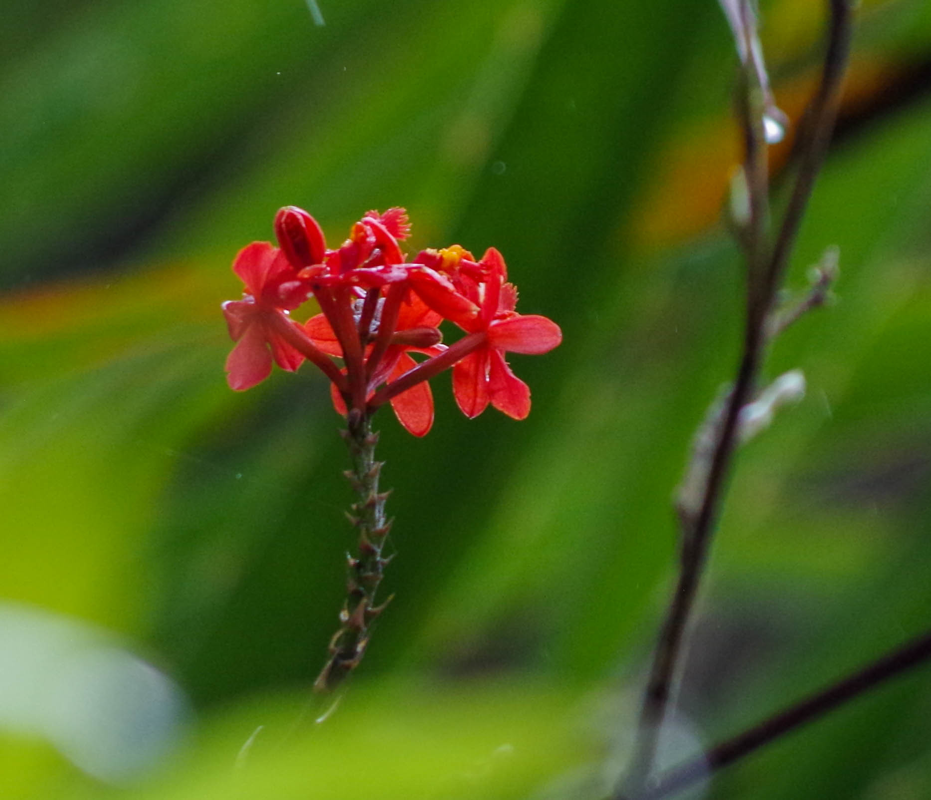 Epidendrum cochlidium Lindl.
