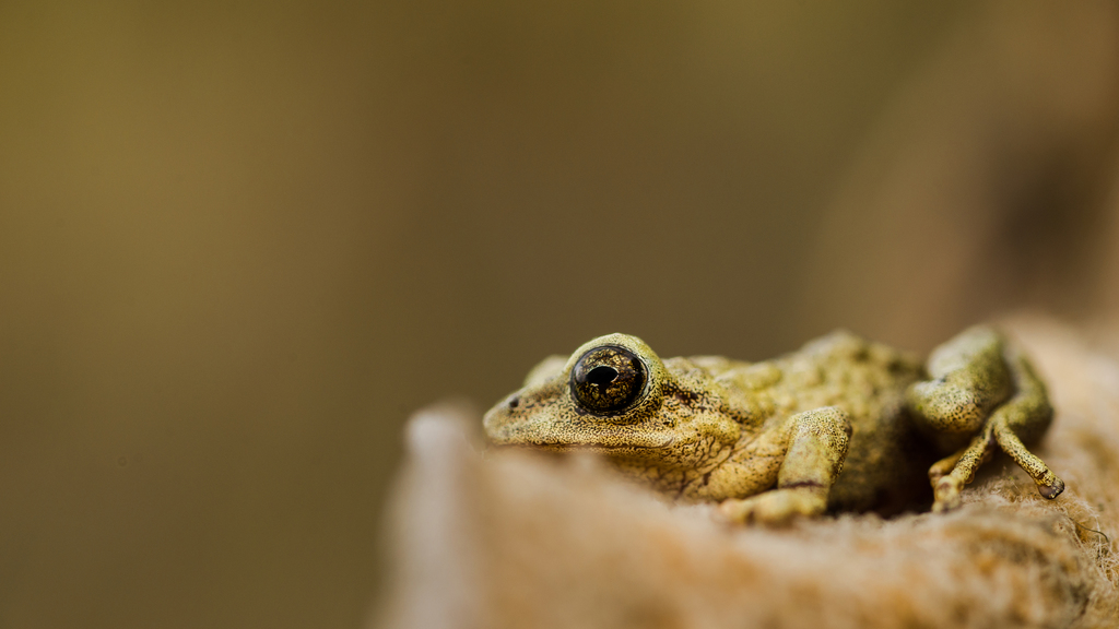 Paramos Robber Frog from Totoró, Cauca, Colombia on August 22, 2020 at ...