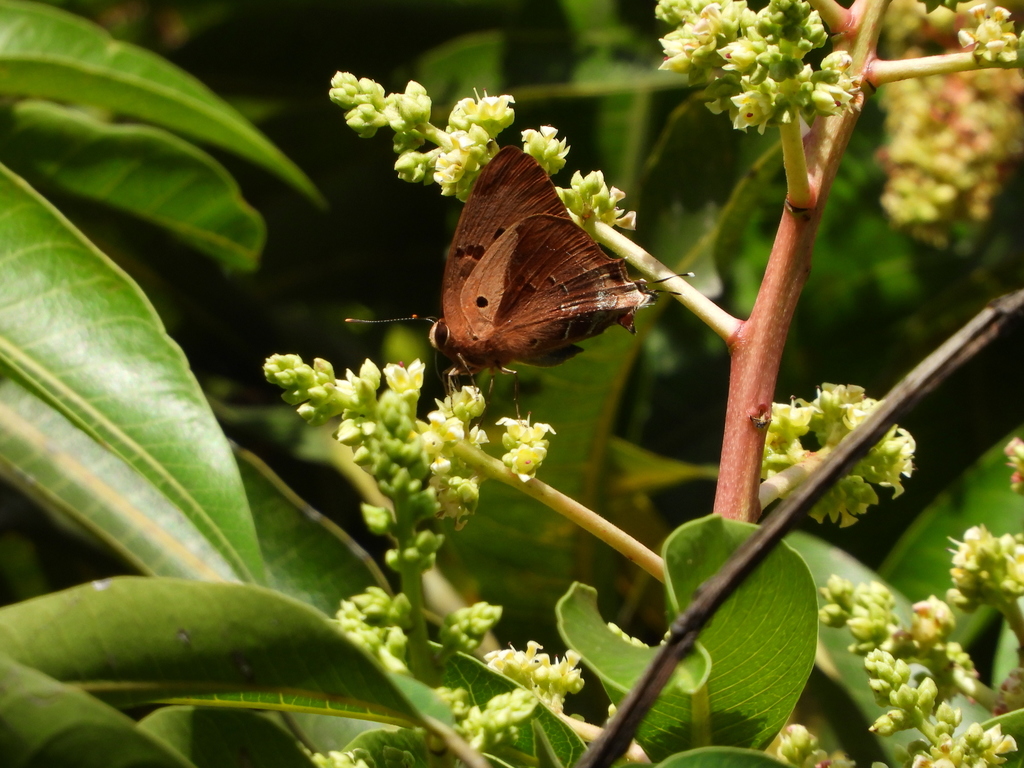 Atlides rustan from Medellín, Antioquia, Colombia on October 04, 2020 ...