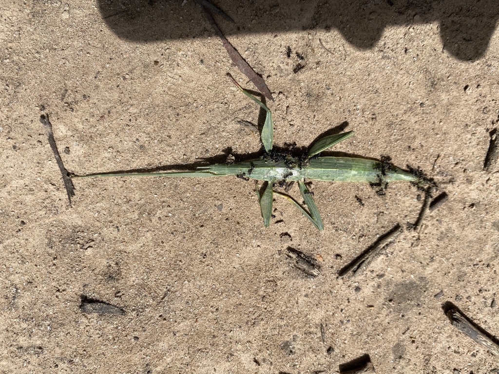 Children’s Stick Insect from Main Yarra Trail, Templestowe, VIC, AU on ...