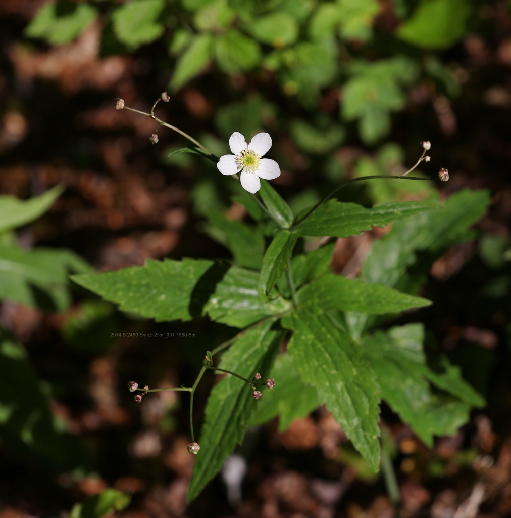 Large White Buttercup from 51218, Soboli, Croatia on May 25, 2014 at 08 ...