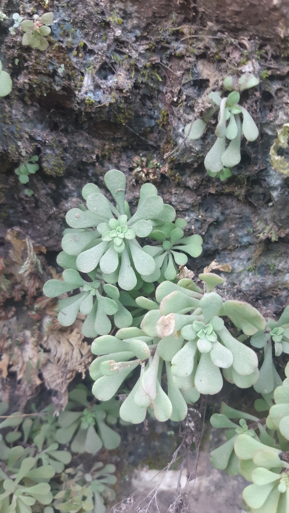 stonecrops in October 2020 by J. Fernando Pío León · iNaturalist