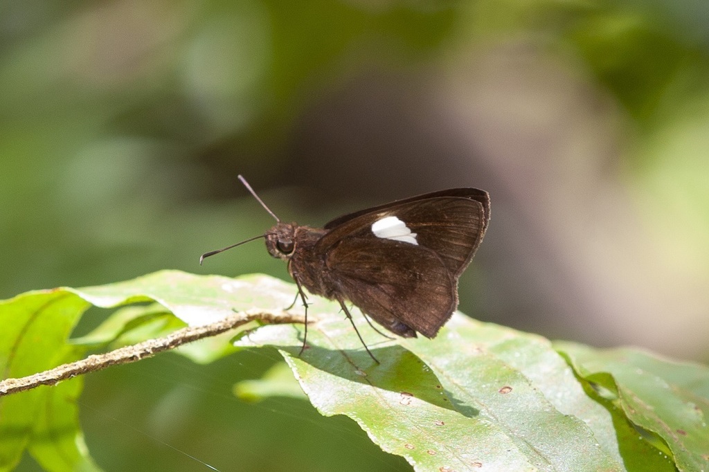 common banded demon from Kinabalu NP on March 15, 2012 at 12:04 PM by ...