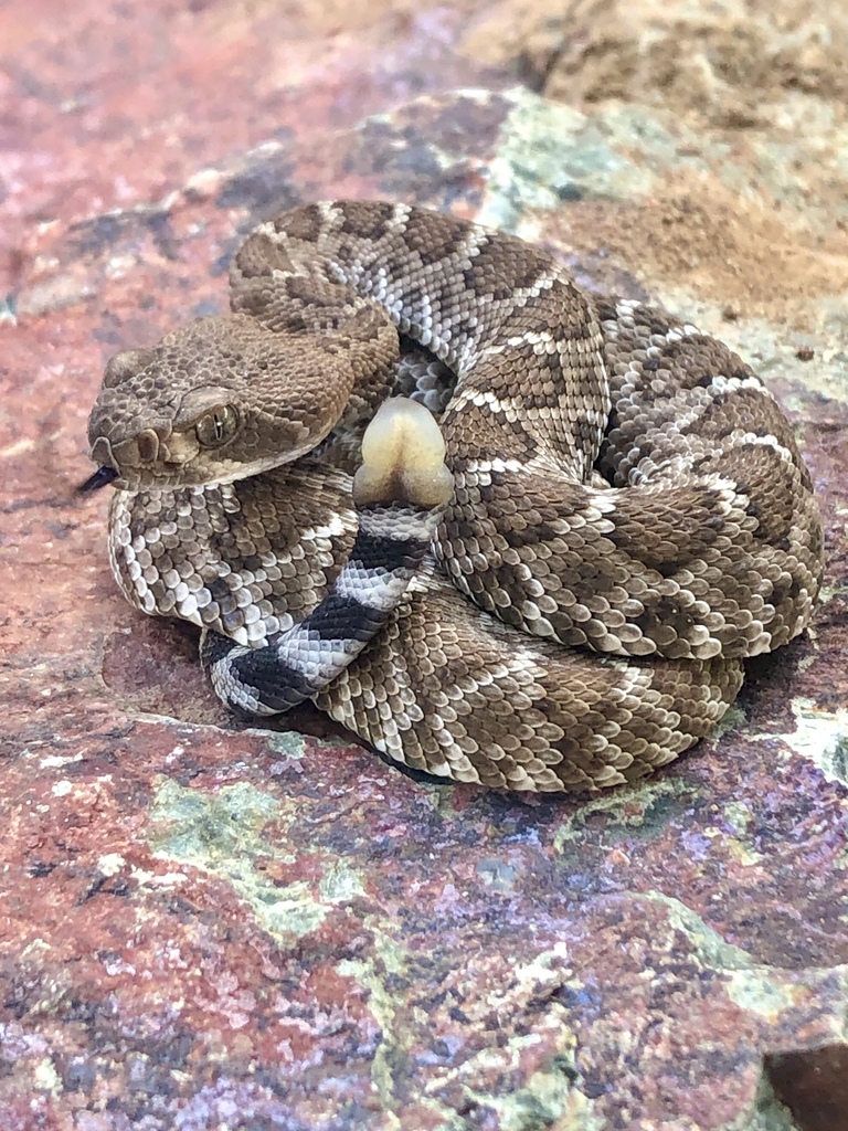Red Diamond Rattlesnake (Crotalus ruber) - Snakes and Lizards