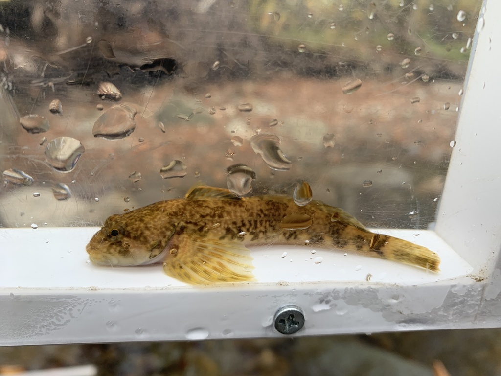 Slimy sculpin from Rutland County, US-VT, US on October 05, 2020 at 01: ...