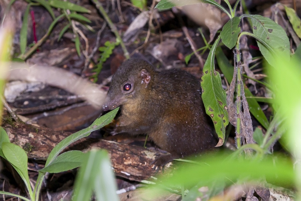 Mountain Treeshrew from Kinabalu NP on March 13, 2012 at 06:03 PM by ...