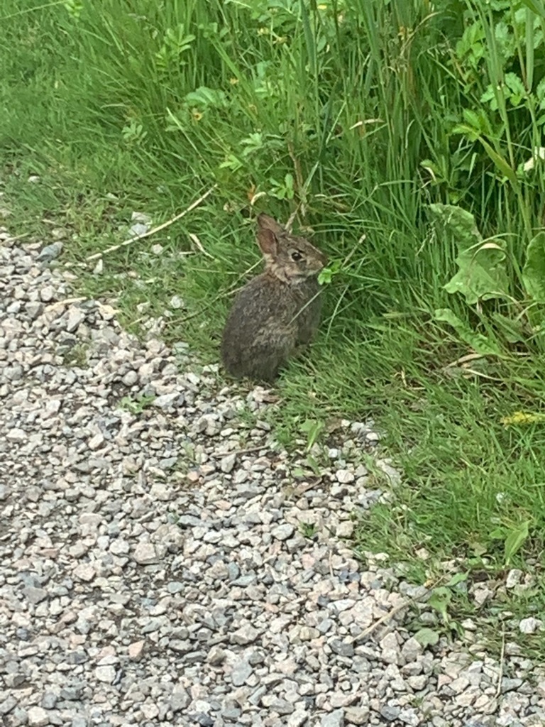 Eastern Cottontail from Greater Vancouver, British Columbia, Canada on ...