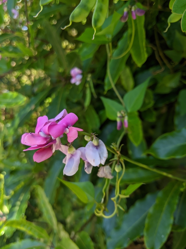 Okie bean from Manly NSW 2095, Australia on October 4, 2020 by Cynthia ...