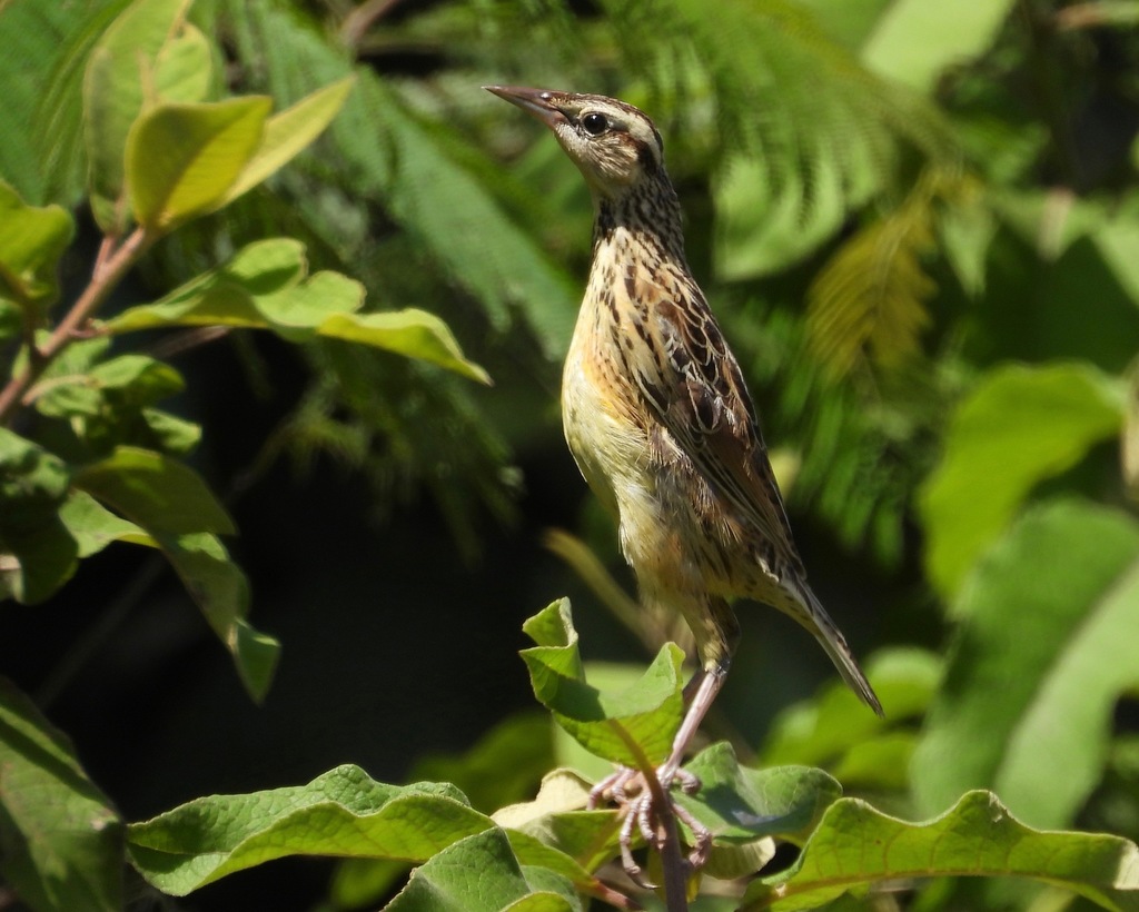Eastern Meadowlark from Laguna del Bosque, Guatemala on October 5, 2020 ...
