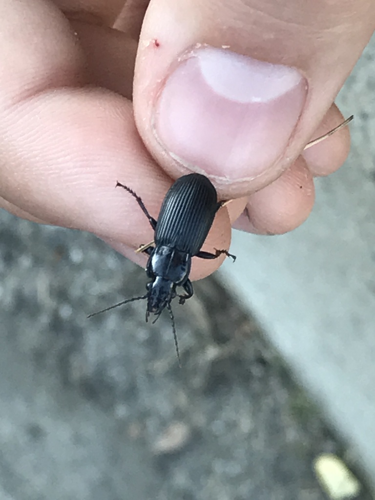 Rain Beetle from E Deschutes Ave, Liberty Lake, WA, US on October 5 ...