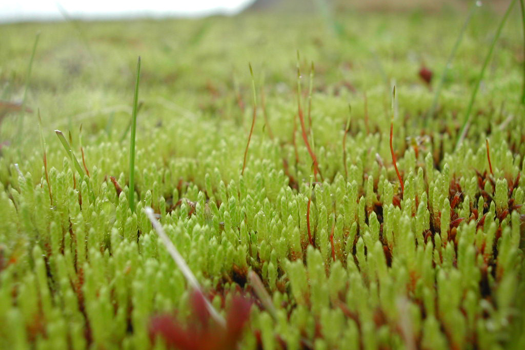 Bryopsida from Middleton Island, United States on May 11, 2003 at 11:49 ...