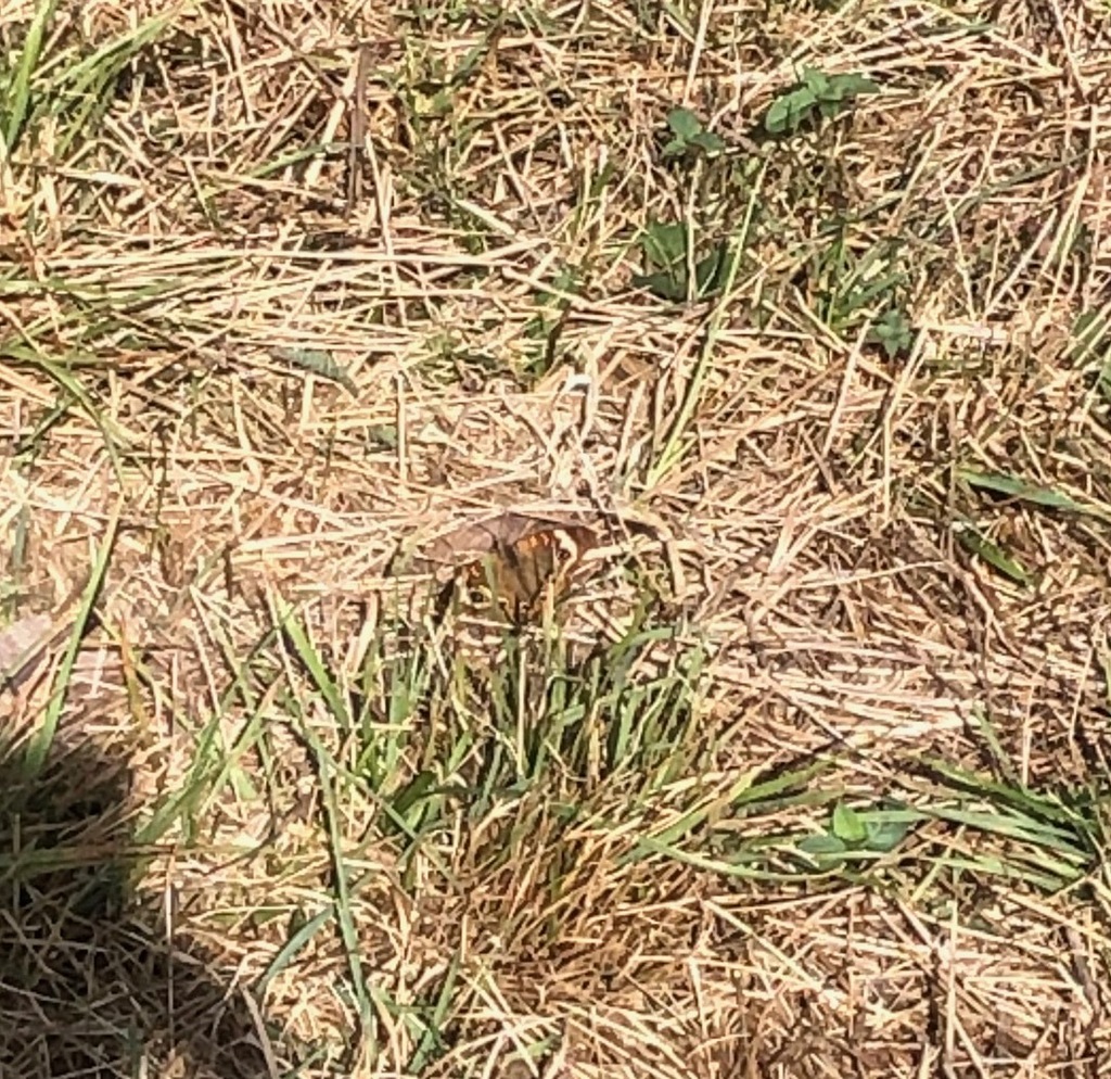 Common Buckeye from Gosnold, MA, USA on October 1, 2020 at 10:17 AM by ...
