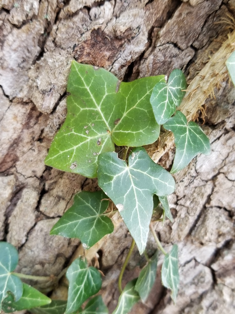 common ivy from Washington County, MD, USA on October 04, 2020 at 11:47 ...