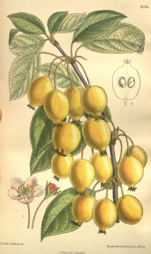 Chinese pearleaf crabapple (Malus asiatica) - Botanical Realm