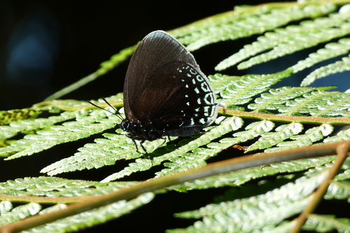 Theorema eumenia · iNaturalist