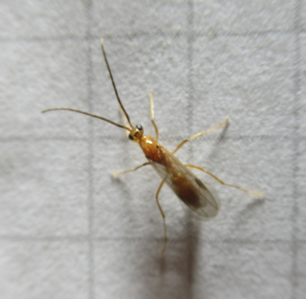 Typical Ponerine Ants from 5365 CR 326, Lexington, Lee County, TX, USA ...