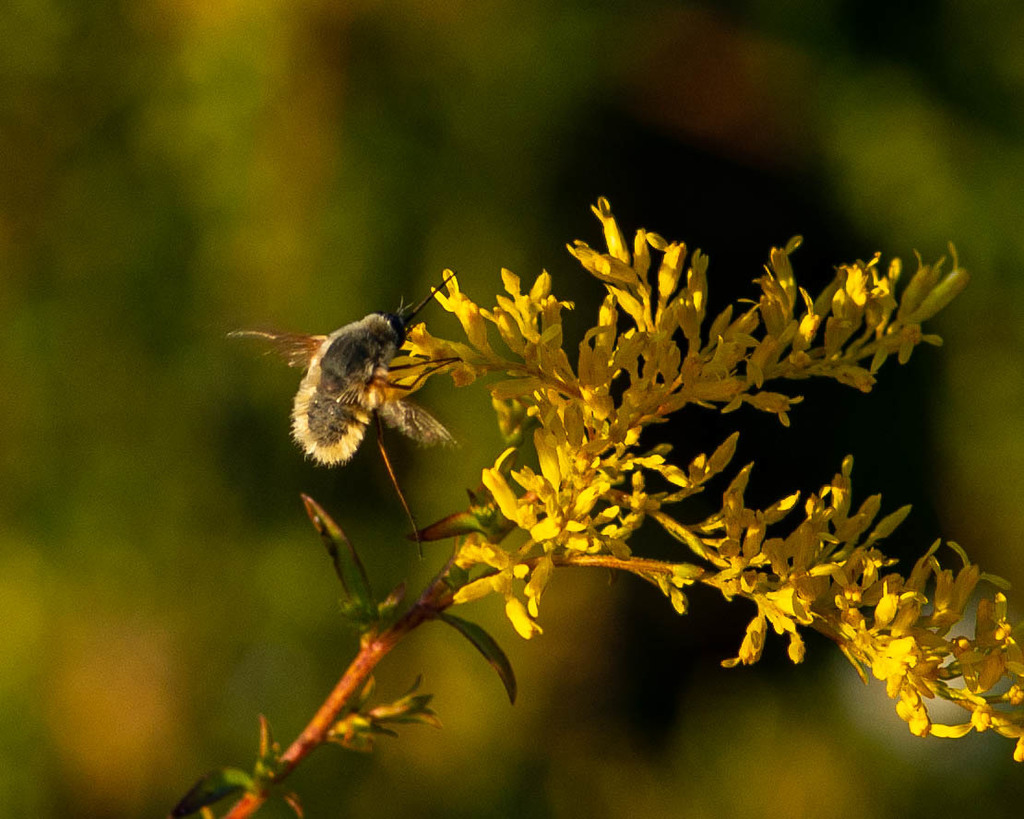 Woolly Bee Flies from Forrest County, MS, USA on October 5, 2020 at 05: ...