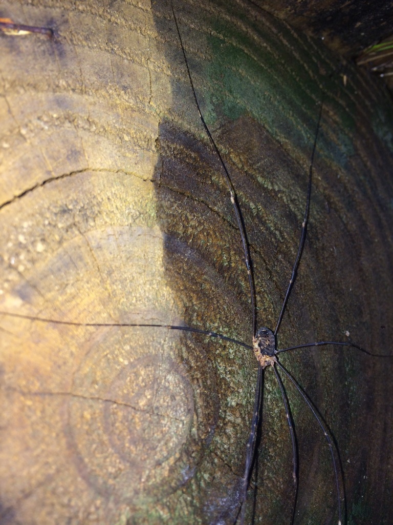 Nelima elegans from Watauga County, NC, USA on October 4, 2020 at 02:14 ...