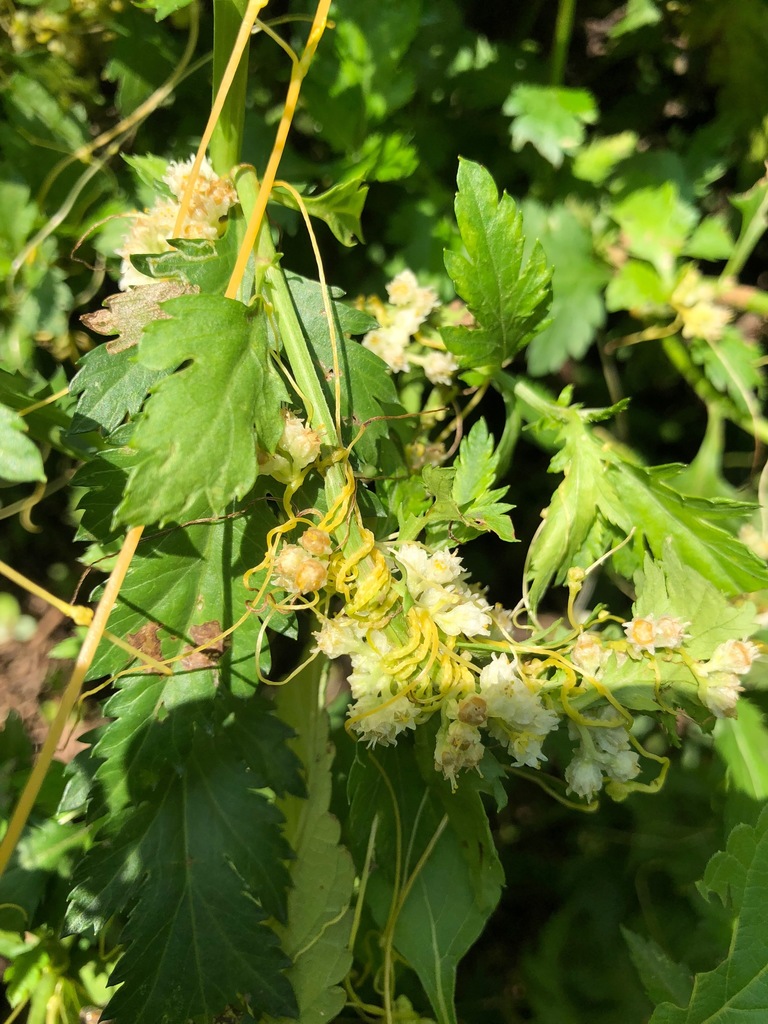 Cuscuta chinensis from Haidian District, Beijing, Kina on August 20 ...
