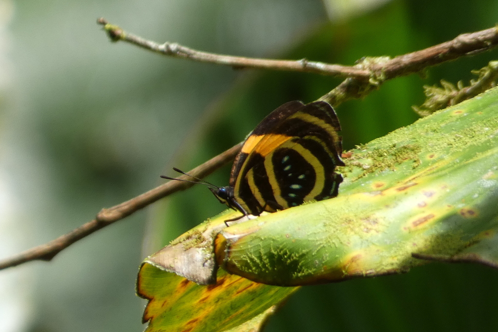 Callicore lyca aerias from Provincia de Cartago, Costa Rica on March 17 ...