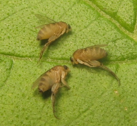 Megaselia (Diptera (flies) of the British Indian Ocean Territory ...