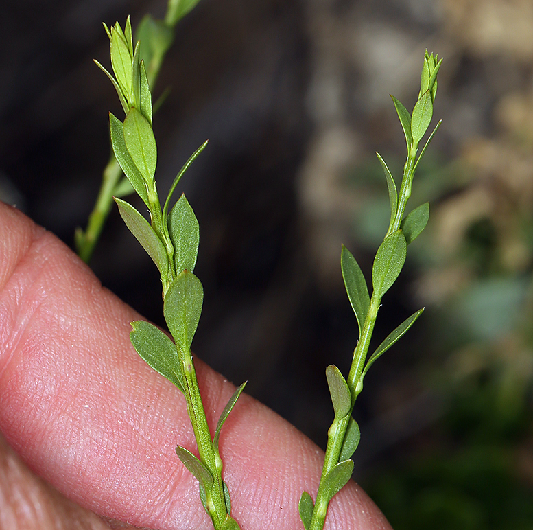Spiny Greasebush (Glossopetalon spinescens) - Botanical Realm