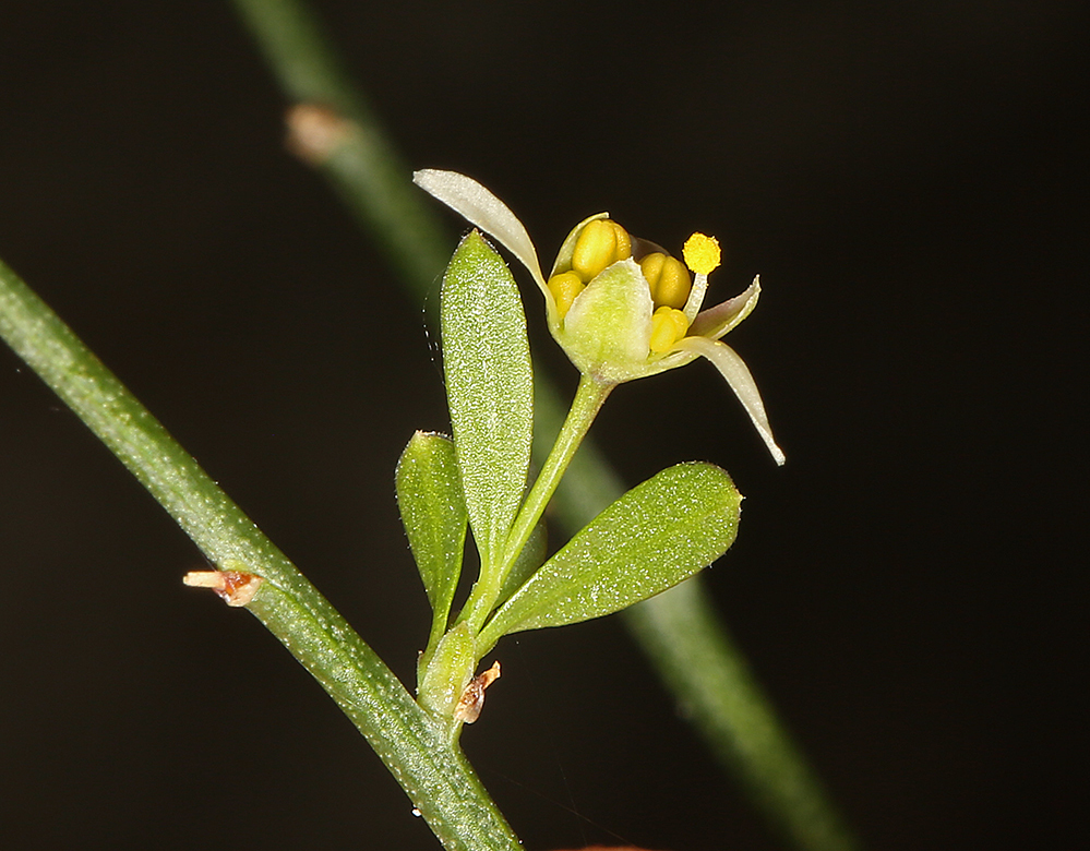 Spiny Greasebush (Glossopetalon spinescens) - Botanical Realm