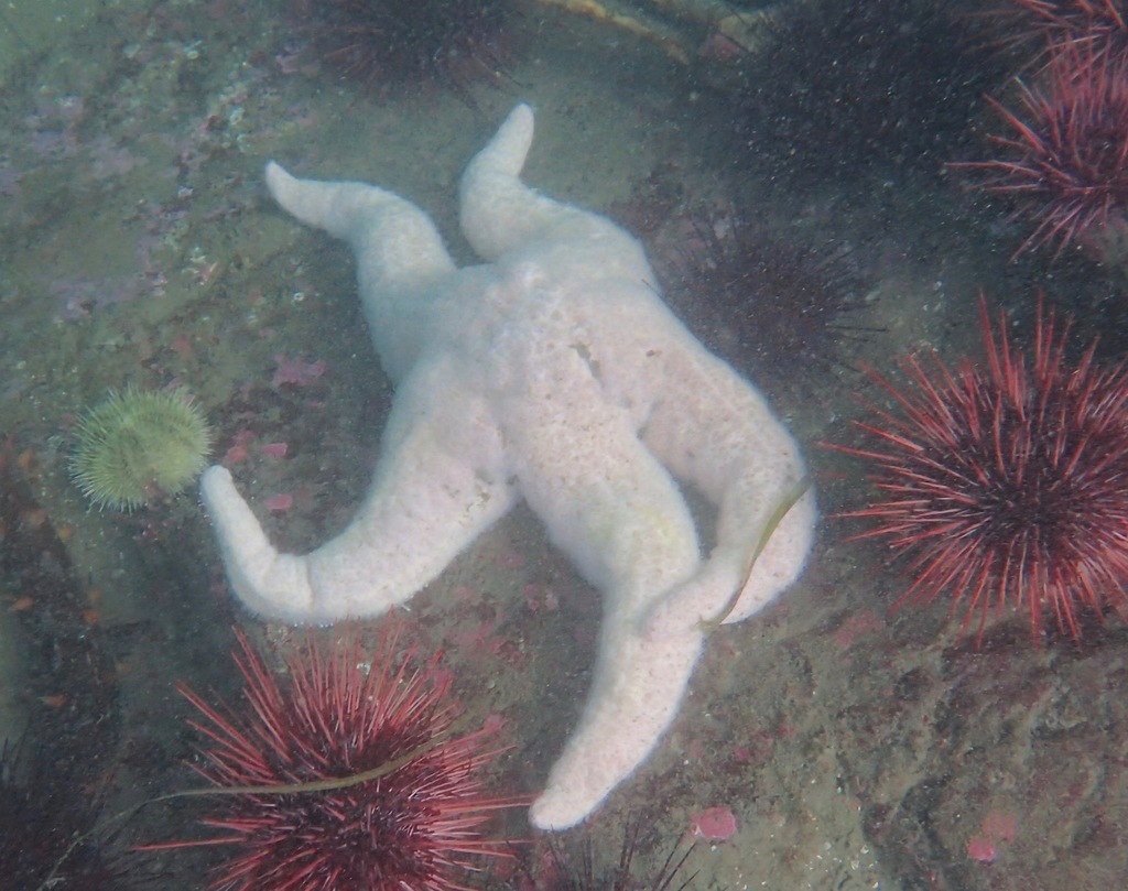 Giant Pink Sea Star from Capital, BC, Canada on September 20, 2020 at ...