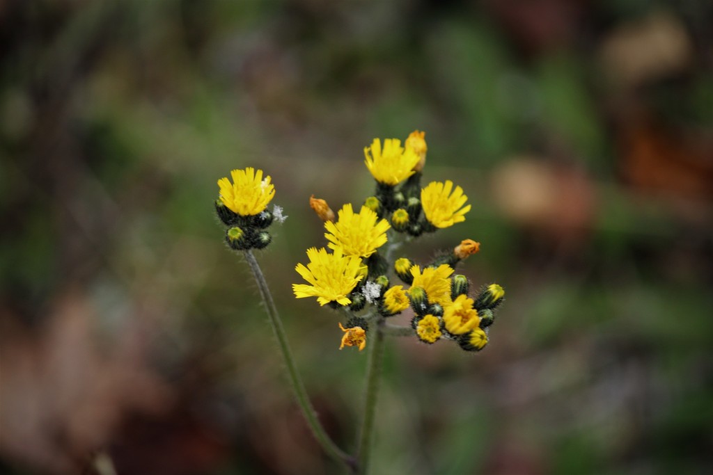 meadow hawkweed from Thunder Bay District, ON, Canada on October 3 ...