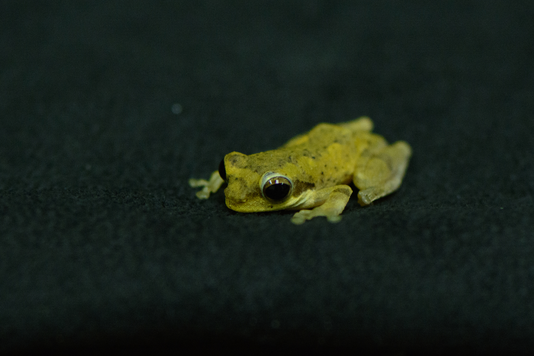 Chiromantis nongkhorensis (Cochran, 1927)