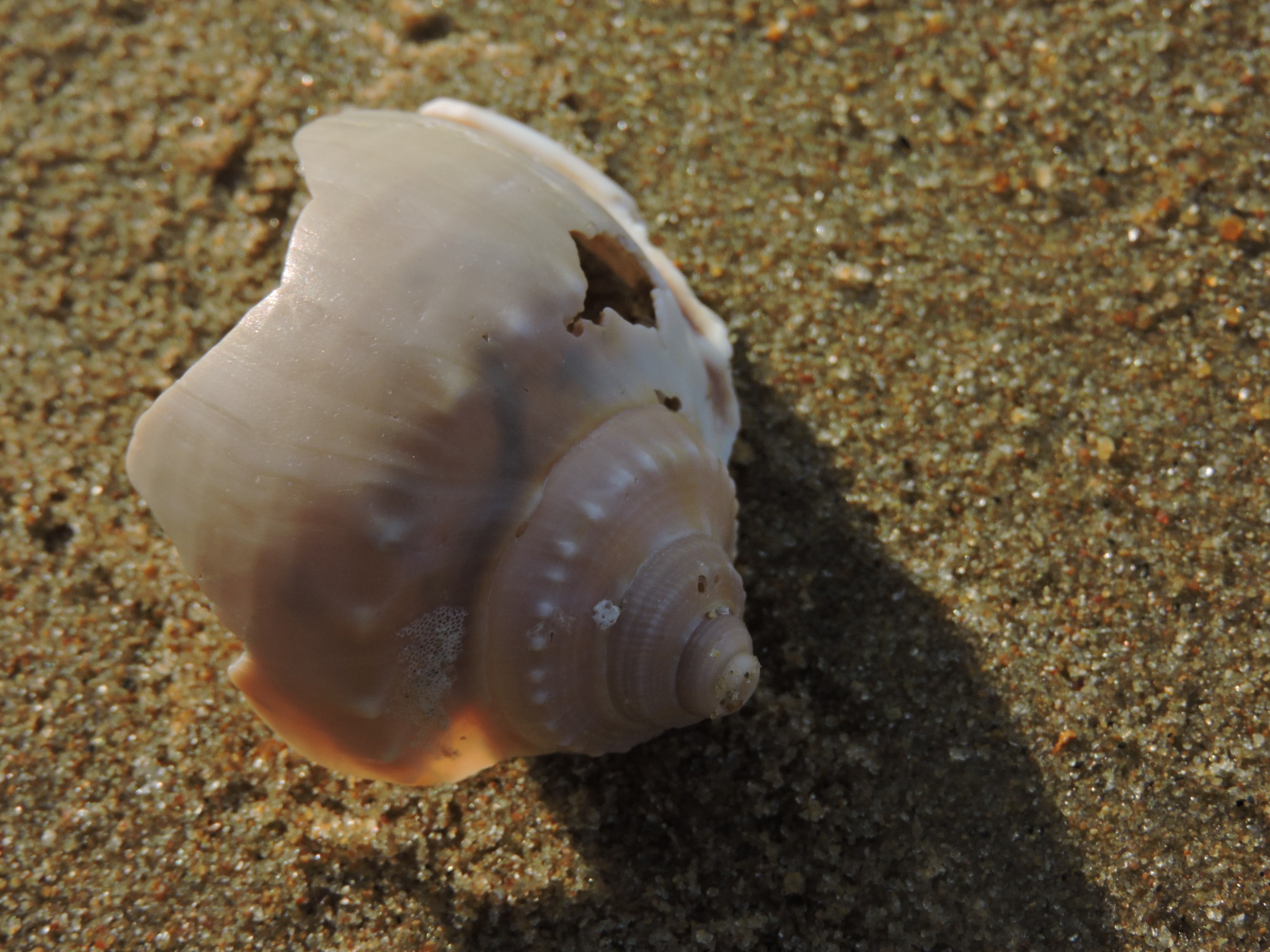 Phalium glaucum (Linnaeus, 1758)