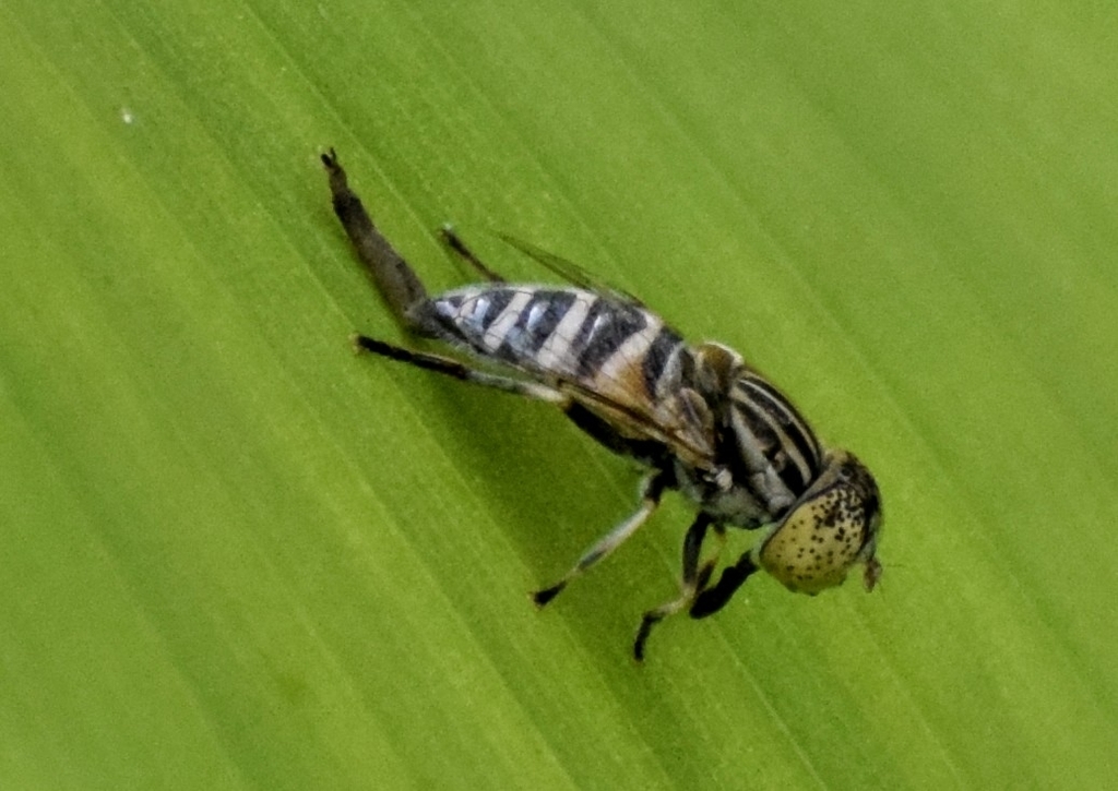 Lagoon Flies from Pikaridih, Chhattisgarh 493225, India on September 16 ...