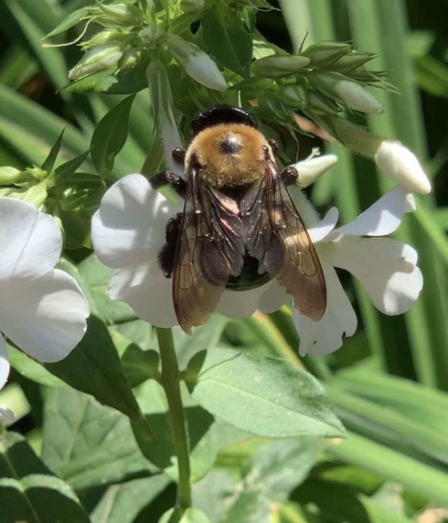 Eastern Carpenter Bee from Duke of Gloucester St, Annapolis, MD, US on ...