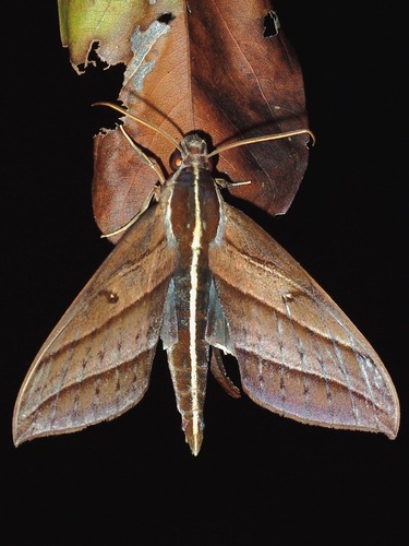 Elibia linigera · iNaturalist