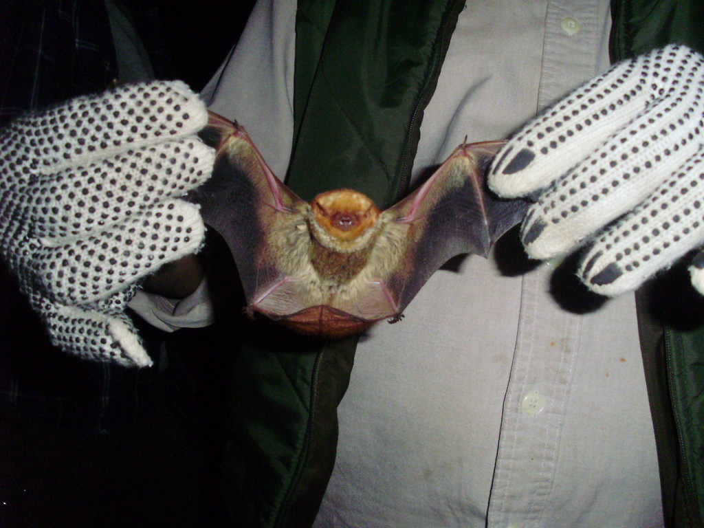 Western red bat from cerro del cubilete on January 30, 2013 by ...