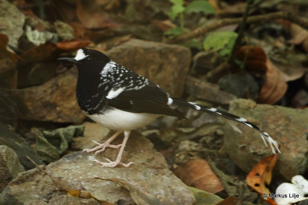 Spotted Forktail (Enicurus maculatus) - Avian Discovery