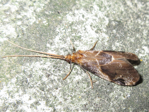 Phryganopsyche latipennis · iNaturalist