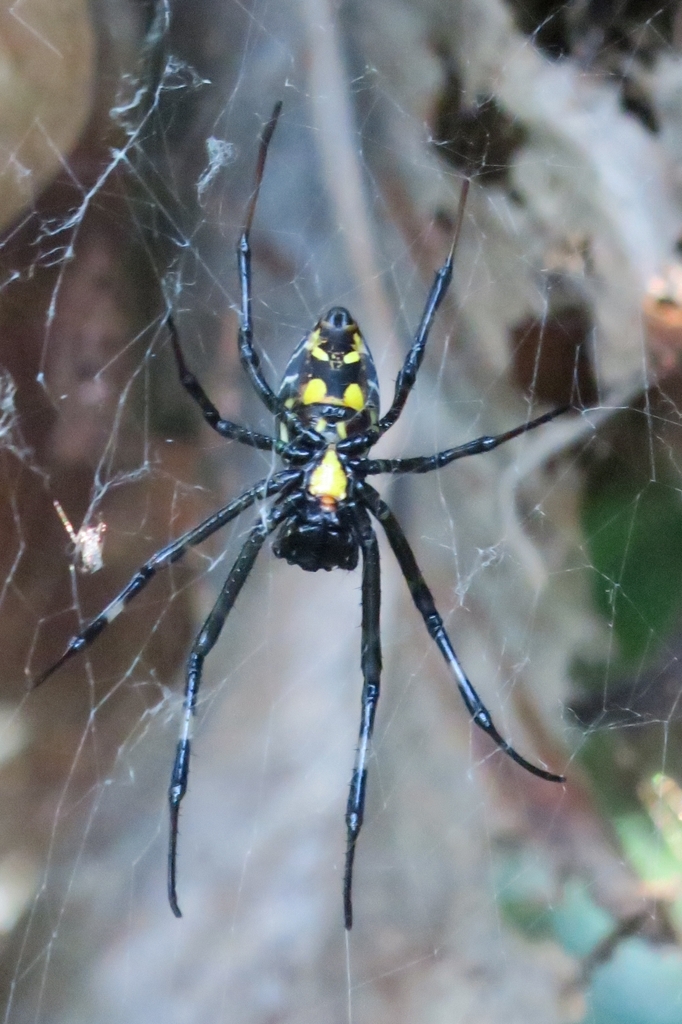 Asian Hermit Spider from Queenstown, Singapore on October 06, 2020 at ...