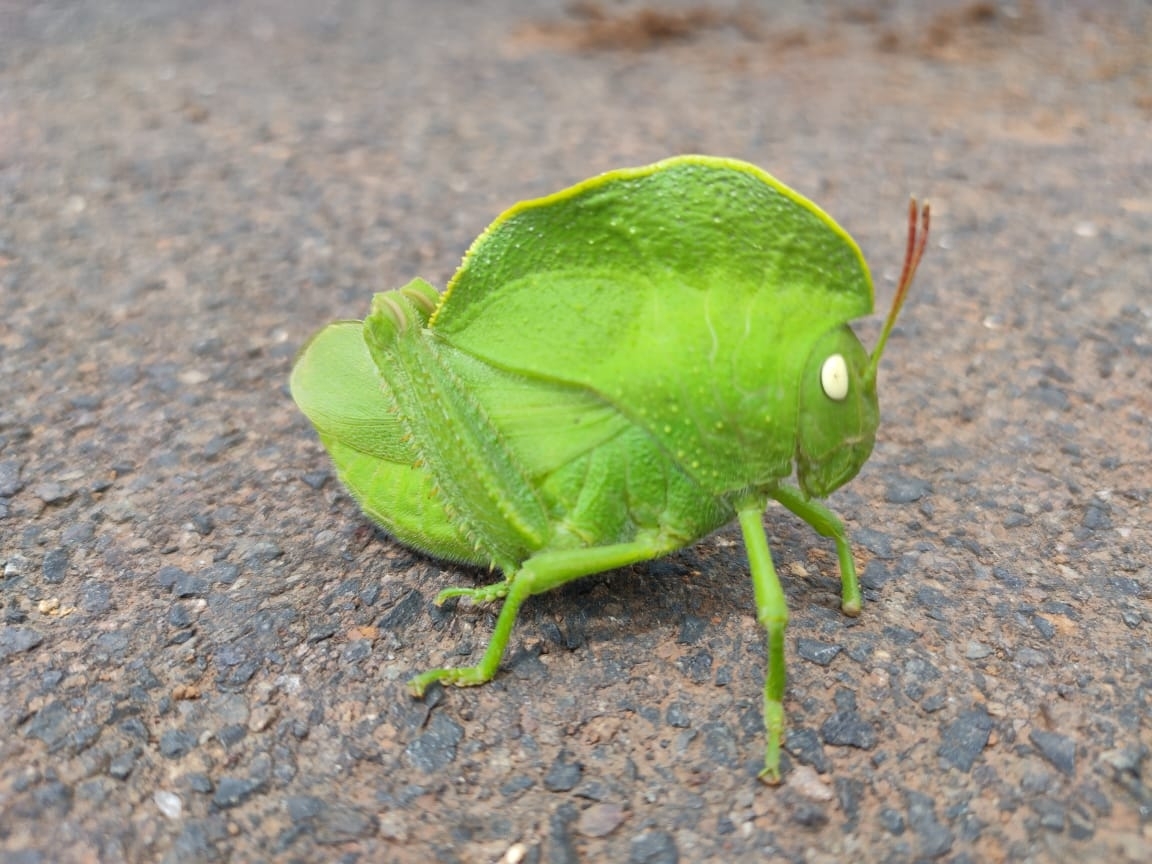 Teratodes monticollis (Gray, 1832)