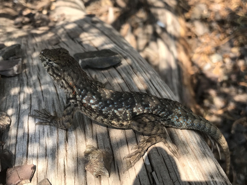 Common Sagebrush Lizard from Mount Diablo State Park, Clayton, CA, US ...