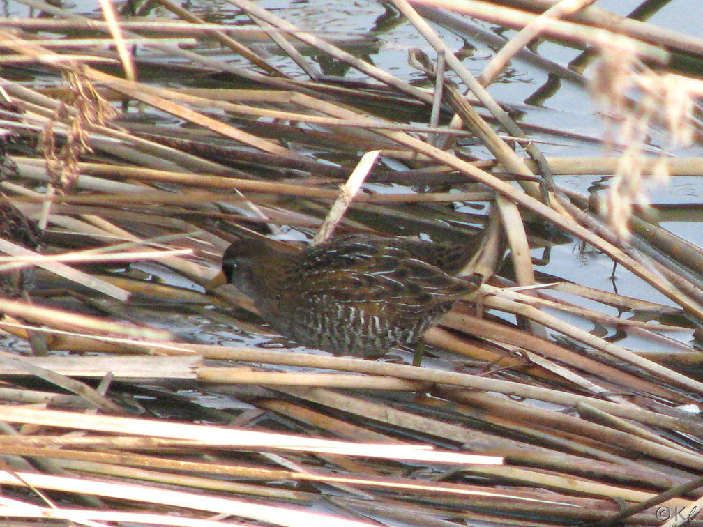 Sora from Alviso Marina County Park on November 17, 2018 by Karlyn H ...