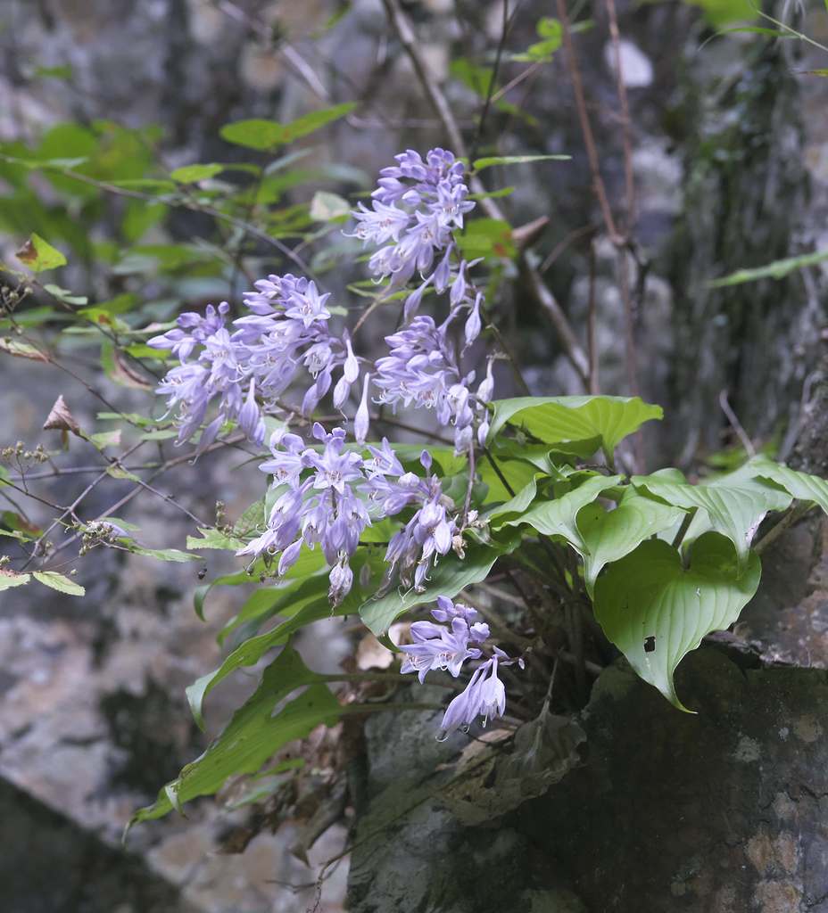 Hosta longipes longipes in October 2020 by 空猫 T. N. It grows on moist ...