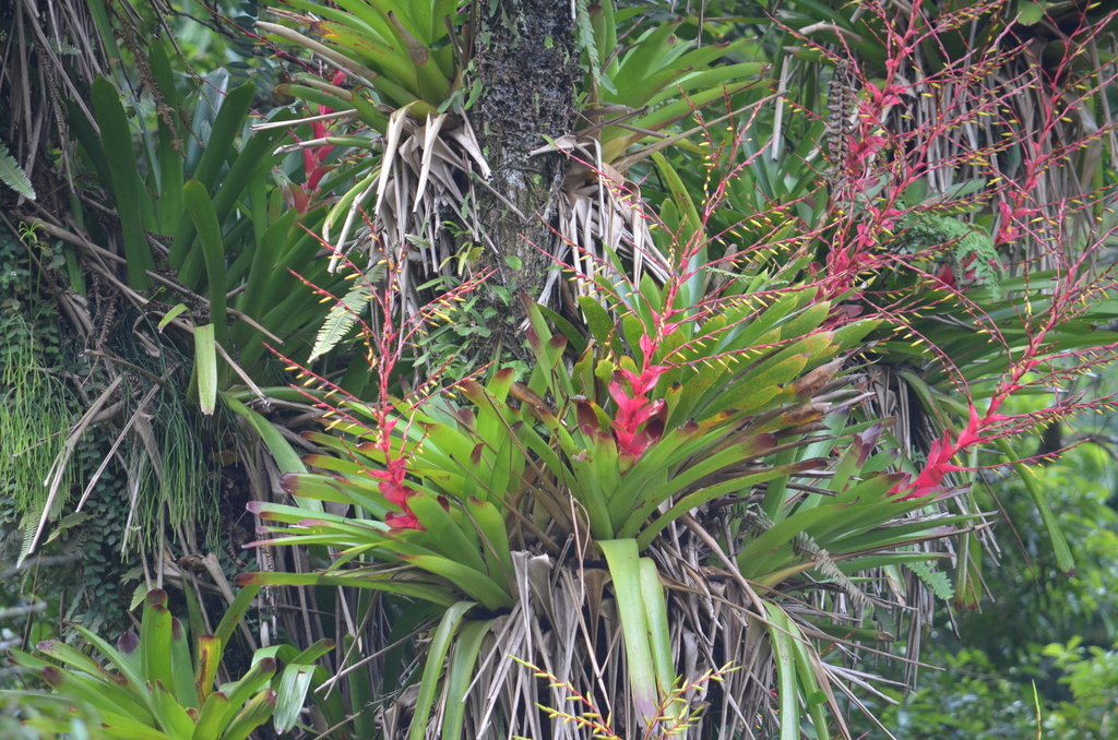 Bromélia-ponta-preta (Bromélias nativas do sul do Brasil) · iNaturalist