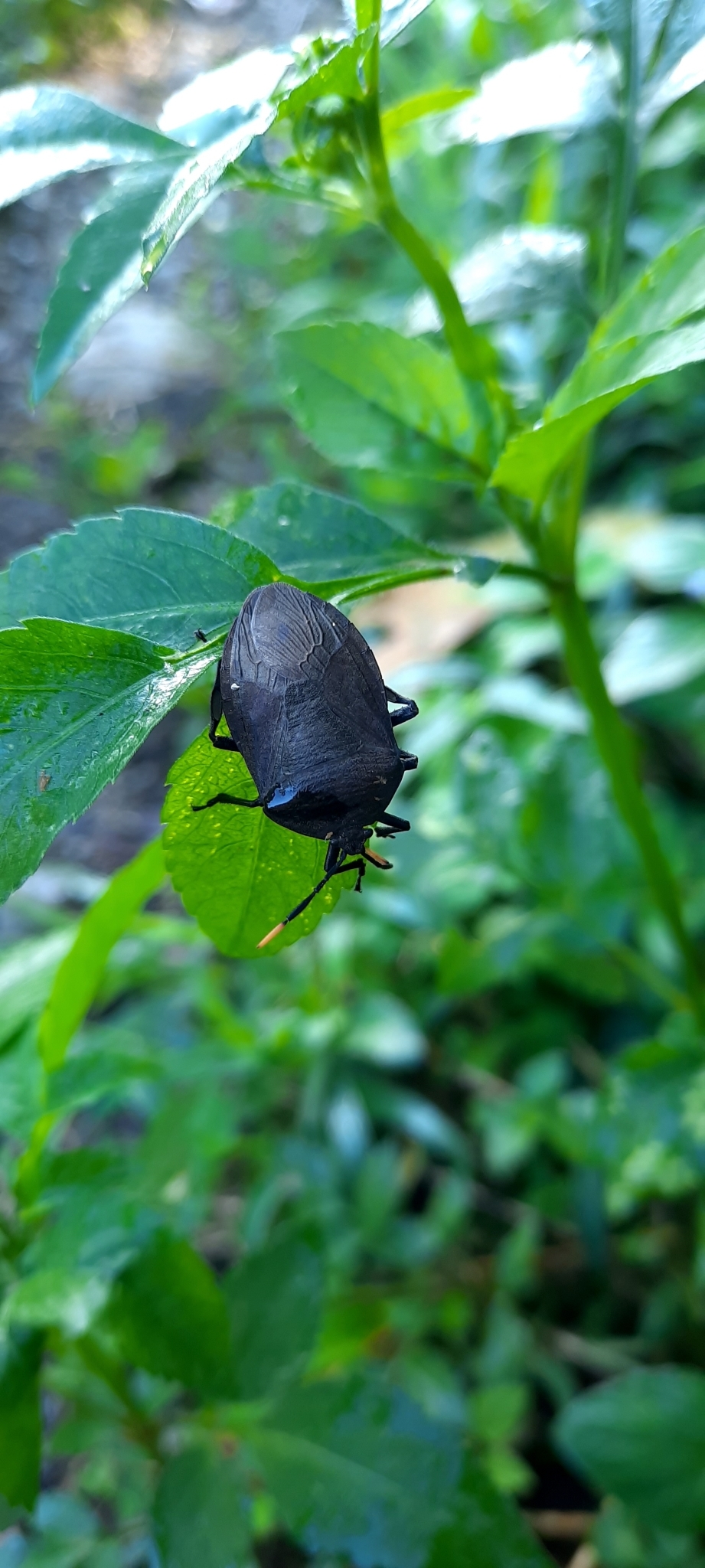 Coridius chinensis (Dallas, 1851)